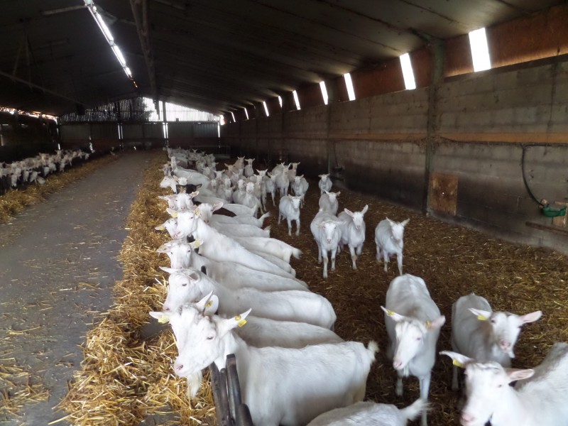 Chèvres Chevrettes-Vente. Petites annonces - Boutique - Alliance ...