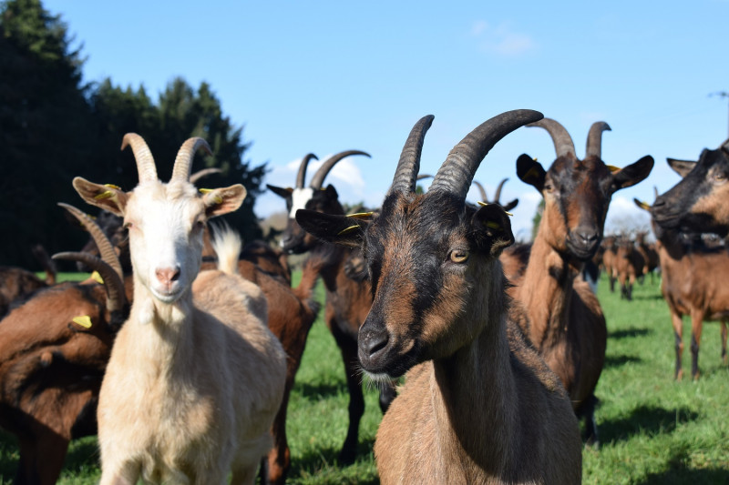 Chèvres Bio - Petites annonces - Alliance Elevage
