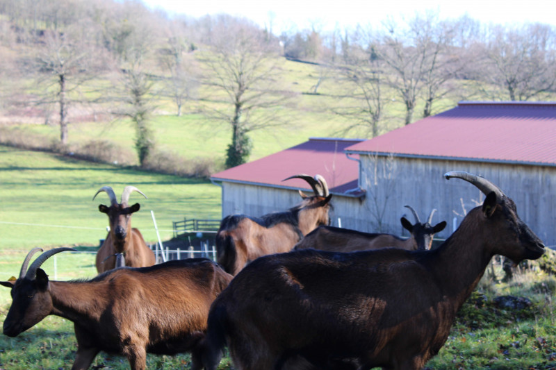 Chèvres et chevrettes Alpines bio pleines - Petites annonces - Alliance ...