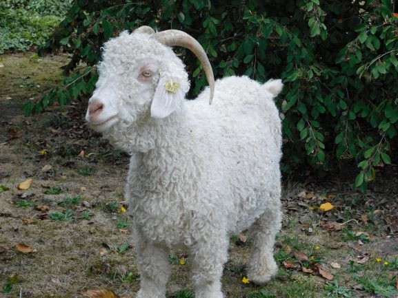 Chèvres Angora - Petites annonces - Alliance Elevage