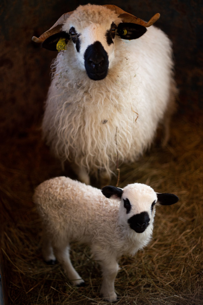 Troupeau BIO (FR Bio 01 - Ecocert) Thônes & Marthod - Brebis laitières ...