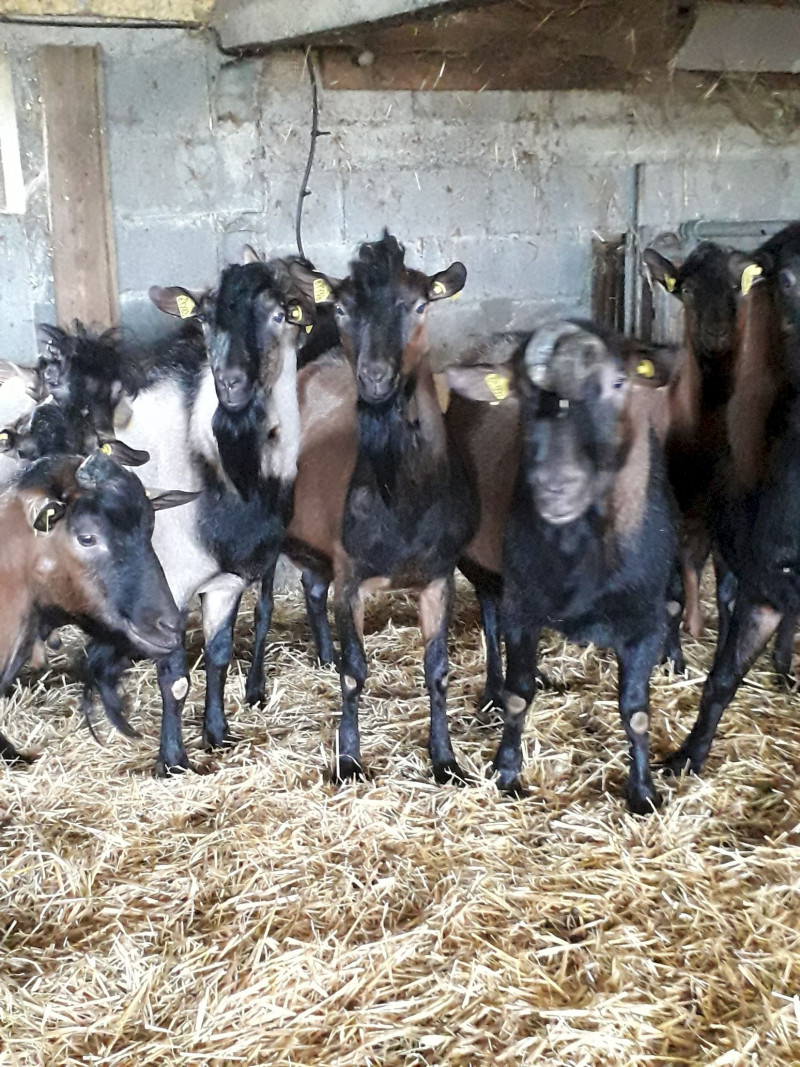 6 boucs Alpins issus d'IA - Petites annonces - Alliance Elevage