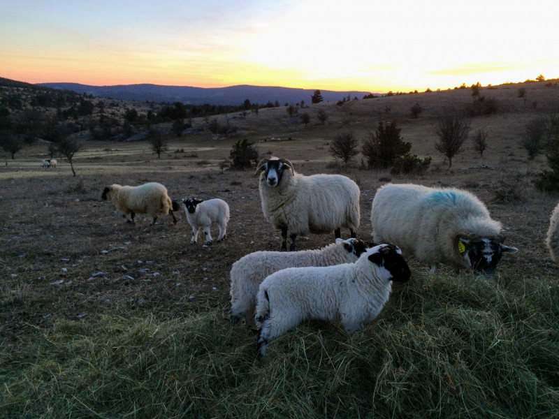 Brebis, agnelles, béliers Black Face et brebis croisées. - Petites ...