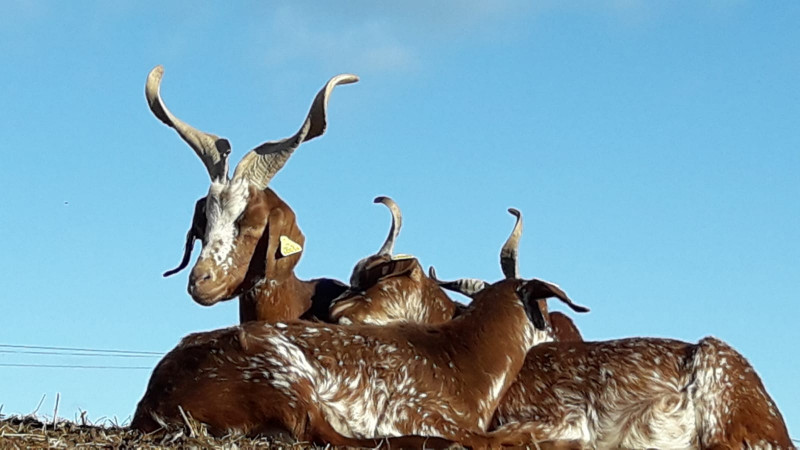 Chèvres du Rove - Petites annonces - Alliance Elevage