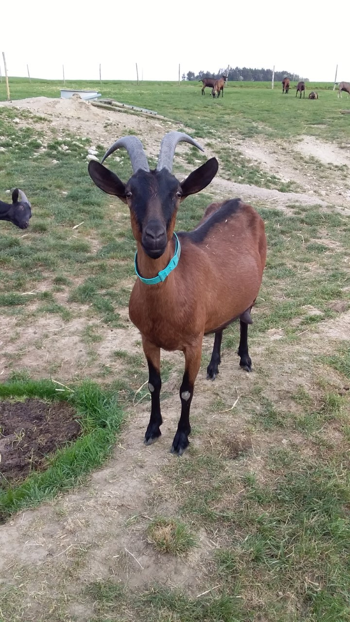 Chèvres et chevrettes pleines - Petites annonces - Alliance Elevage