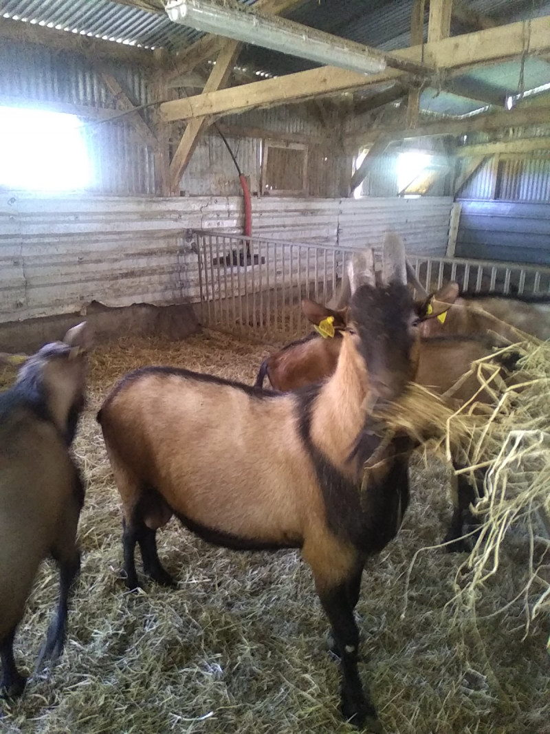 2 Boucs Alpin - Petites annonces - Alliance Elevage