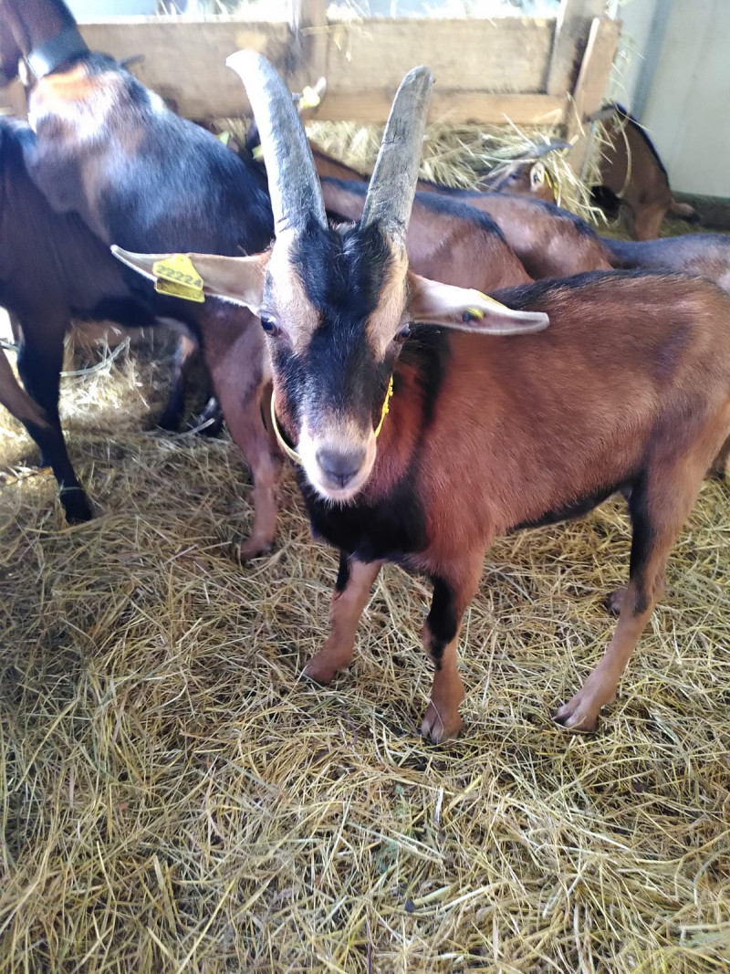 Vds 2 jeunes boucs Alpins - Petites annonces - Alliance Elevage