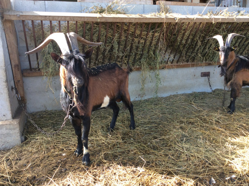 Boucs Alpins - Petites annonces - Alliance Elevage