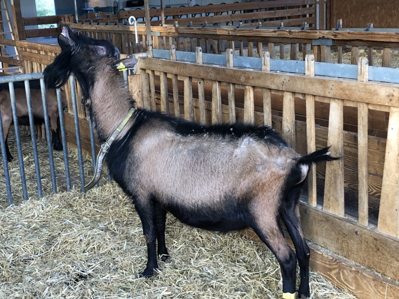 Vds bouc reproducteur Alpin issu d'IA - Petites annonces - Alliance Elevage