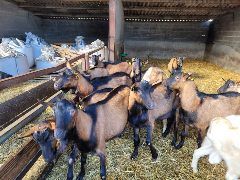 Boucs Alpin bio écornés issu IA - Petites annonces - Alliance Elevage