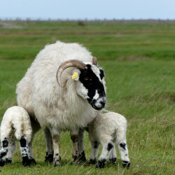 Brebis Agnelles-Vente. Petites annonces - Boutique - Alliance-Elevage ...