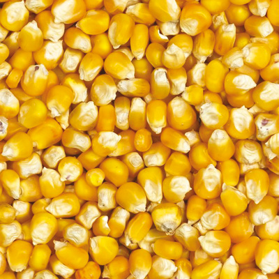 MAIS 25 KG ALIMENT - Matières premières et Basse-cour - Alliance Elevage