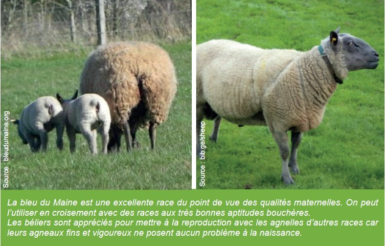 Mouton Bleu du Maine - Race d'herbage - Alliance Elevage