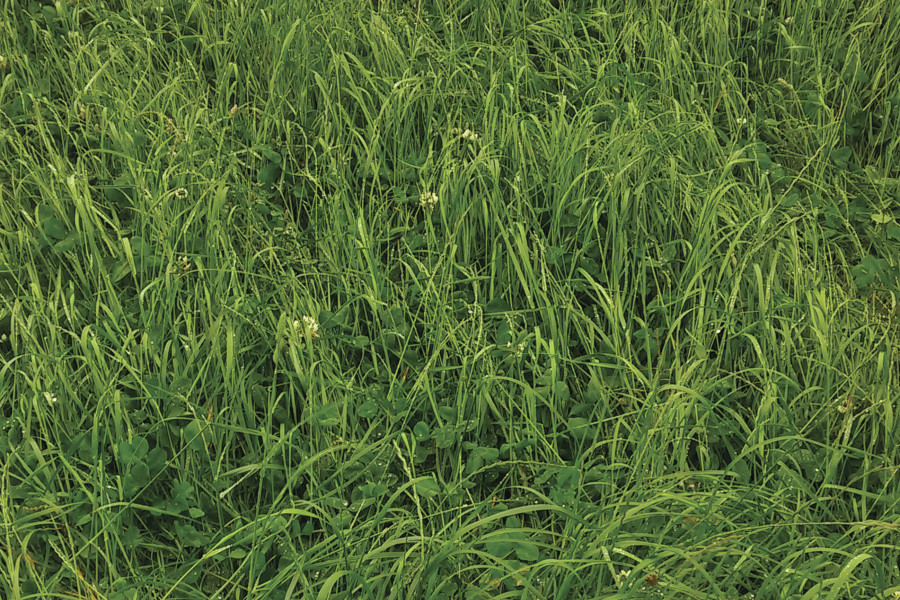 Mélanges de semences pour prairies de longue durée en France (3 ans et ...