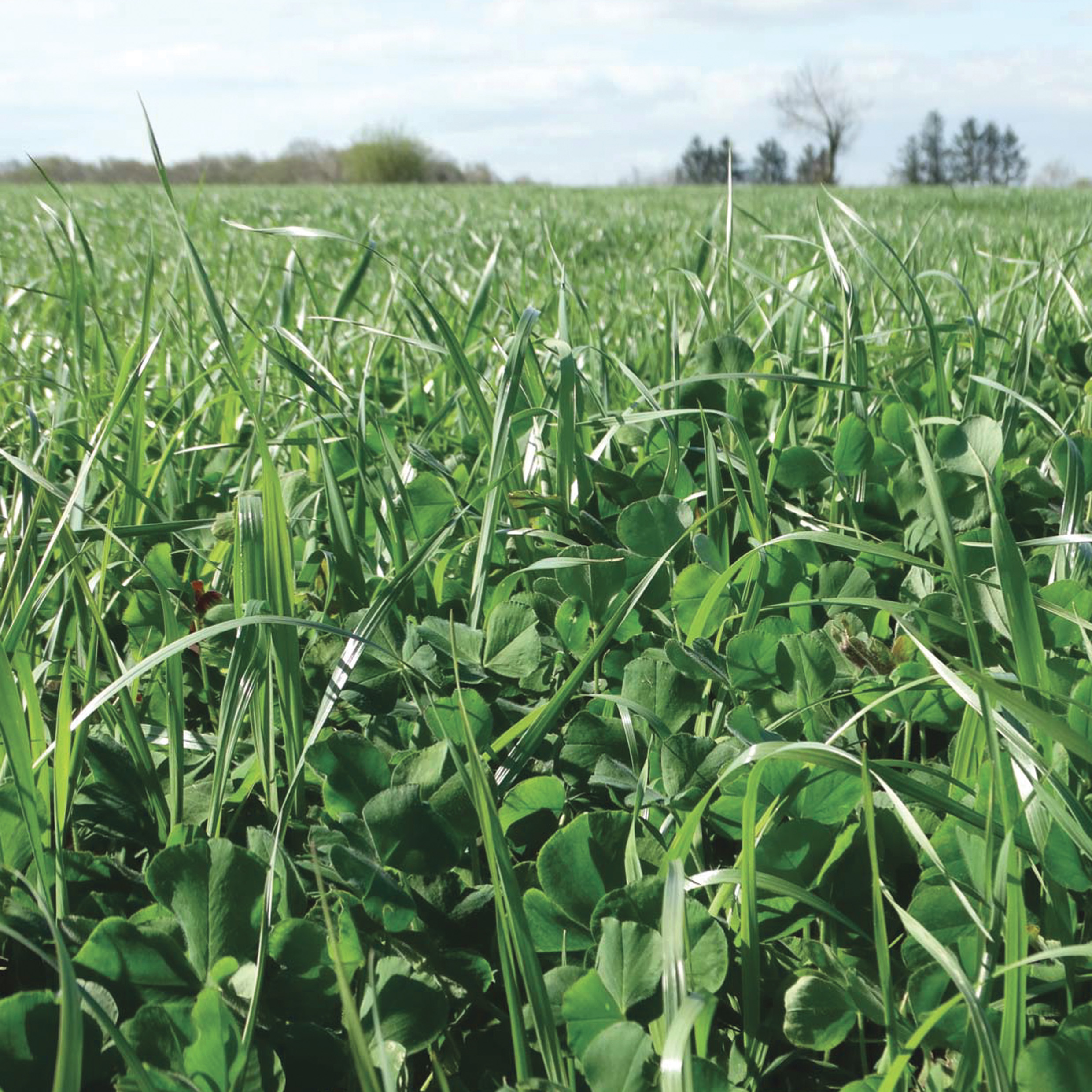 Mélanges de semences pour prairies de courte et moyenne durée en France ...