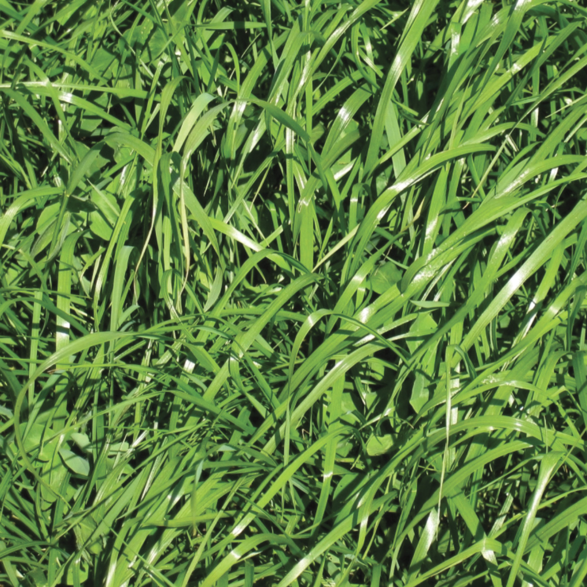 Le ray-grass anglais - Alliance Elevage