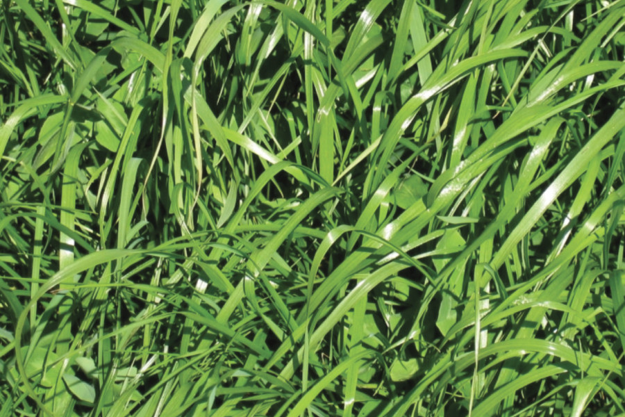 Le ray-grass anglais - Alliance Elevage