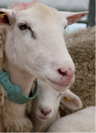 Ergotisme - Intoxication des ovins par l’ergot - Alliance Elevage