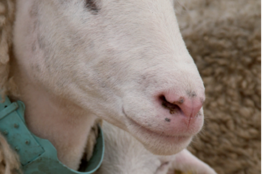 Ergotisme - Intoxication des ovins par l’ergot - Alliance Elevage