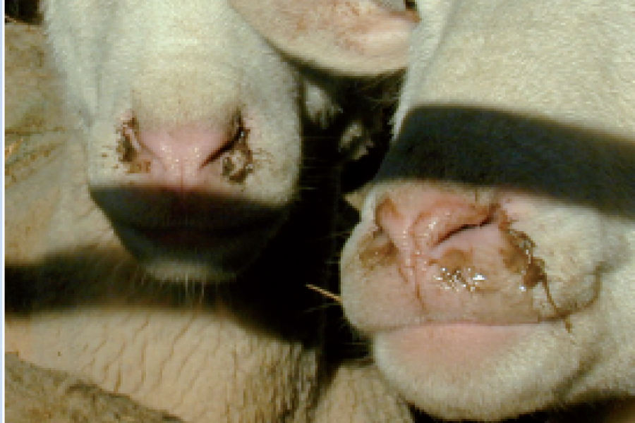 Les myiases de la cavité nasale (L’oestrose des ovins) - Alliance Elevage