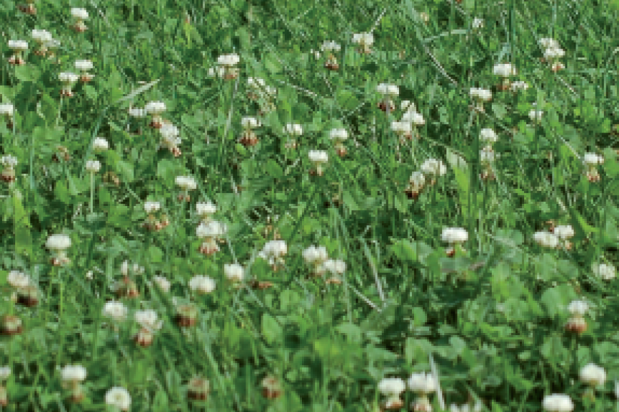 Quelques règles pour l’implantation d’une prairie - Alliance Elevage