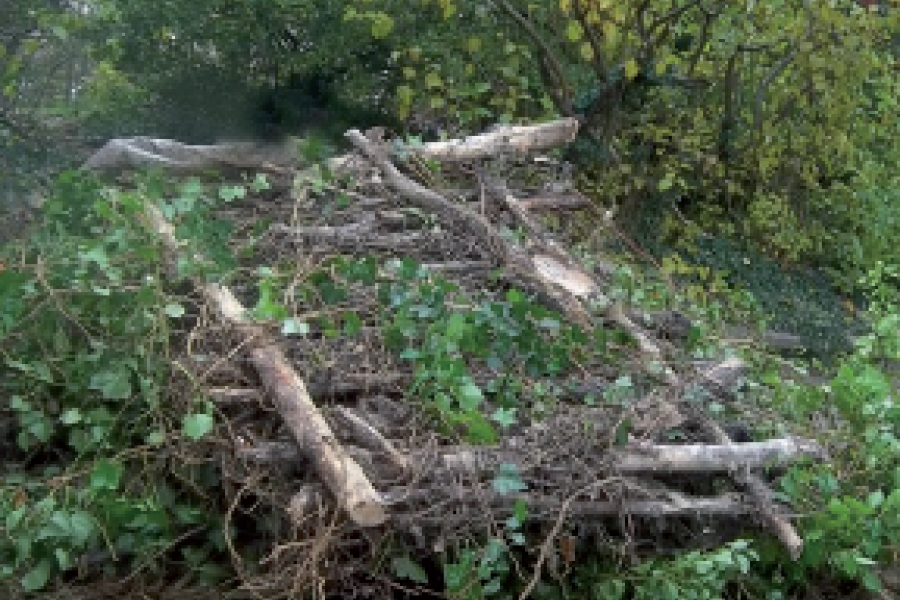 Le défrichement est soumis à autorisation - Alliance Elevage