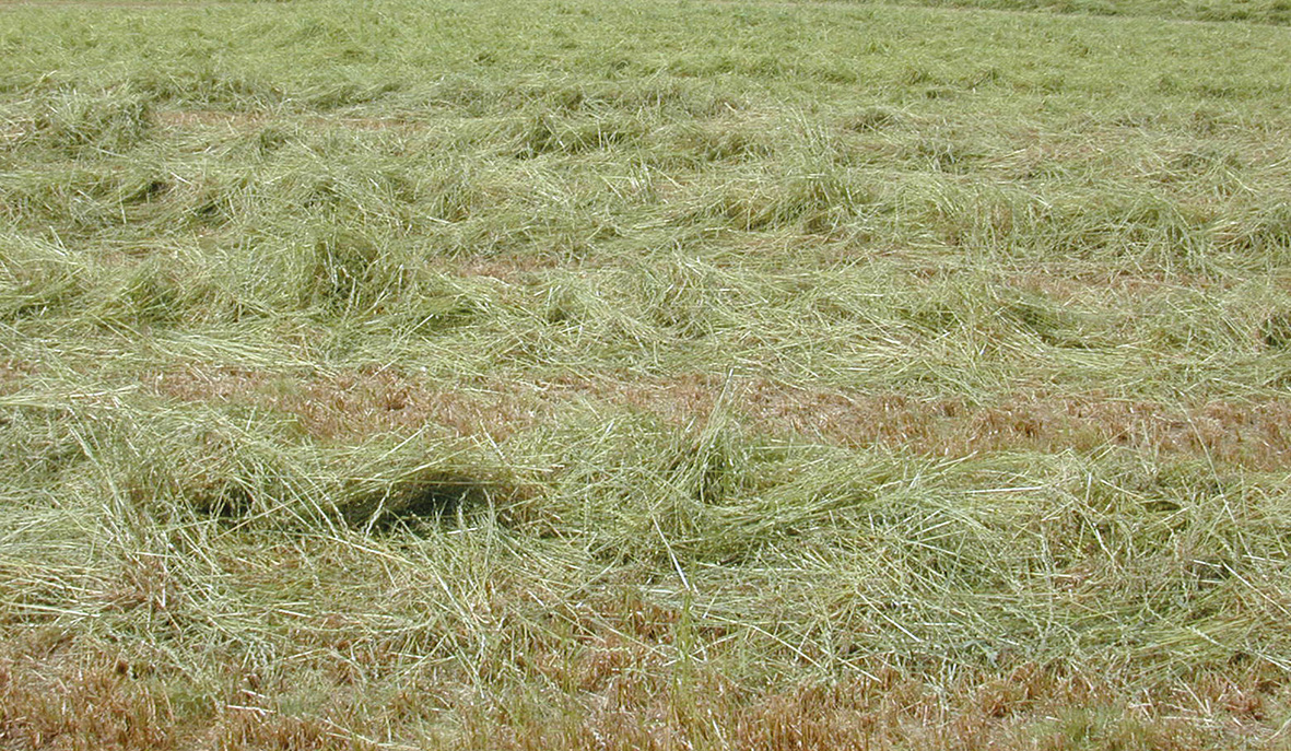 Le dactyle, adapté à la fauche comme à la pâture - Alliance Elevage