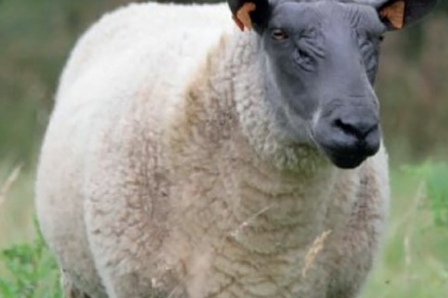 Mouton Bleu du Maine - Race d'herbage - Alliance Elevage