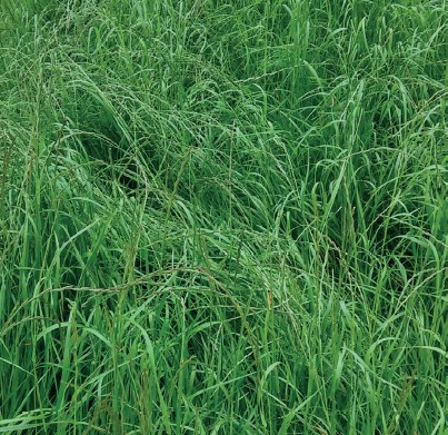 Le Ray-grass d’Italie, idéal en interculture et en dérobé - Alliance ...