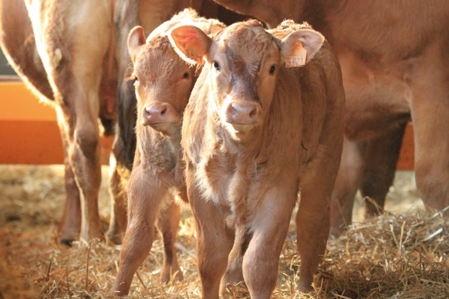 Diarrhées néonatales des ruminants - Alliance Elevage