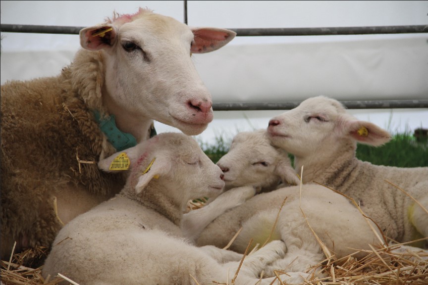 Affections respiratoires des jeunes ruminants - Alliance Elevage