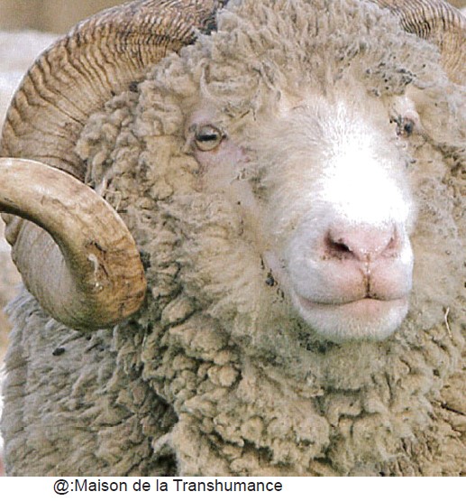La race Mérinos d’Arles - Alliance Elevage
