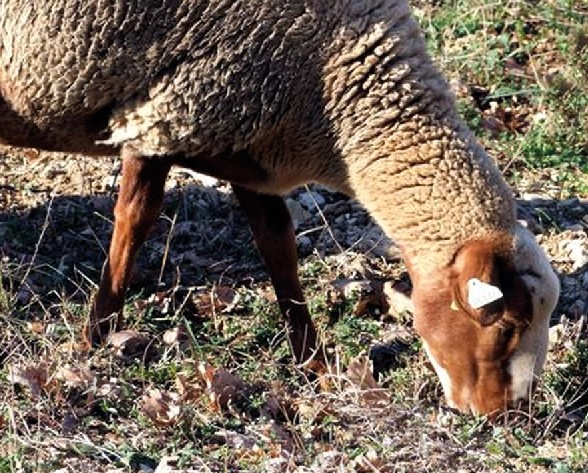 La Mourérous Reconnaissable avec ses pattes et sa tête de couleur ...