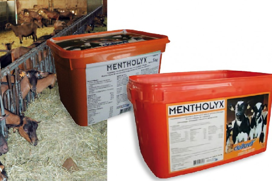 Zoom sur le MENTHOLYX - Alliance Elevage