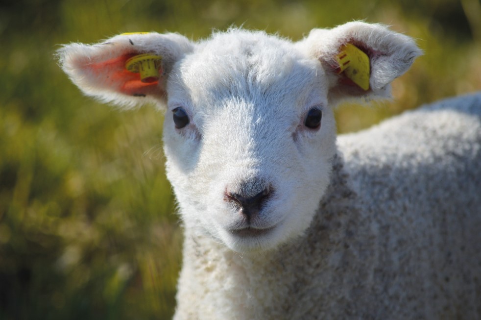 Produire des agneaux pour Noël et Pâques : un attrait économique, un ...