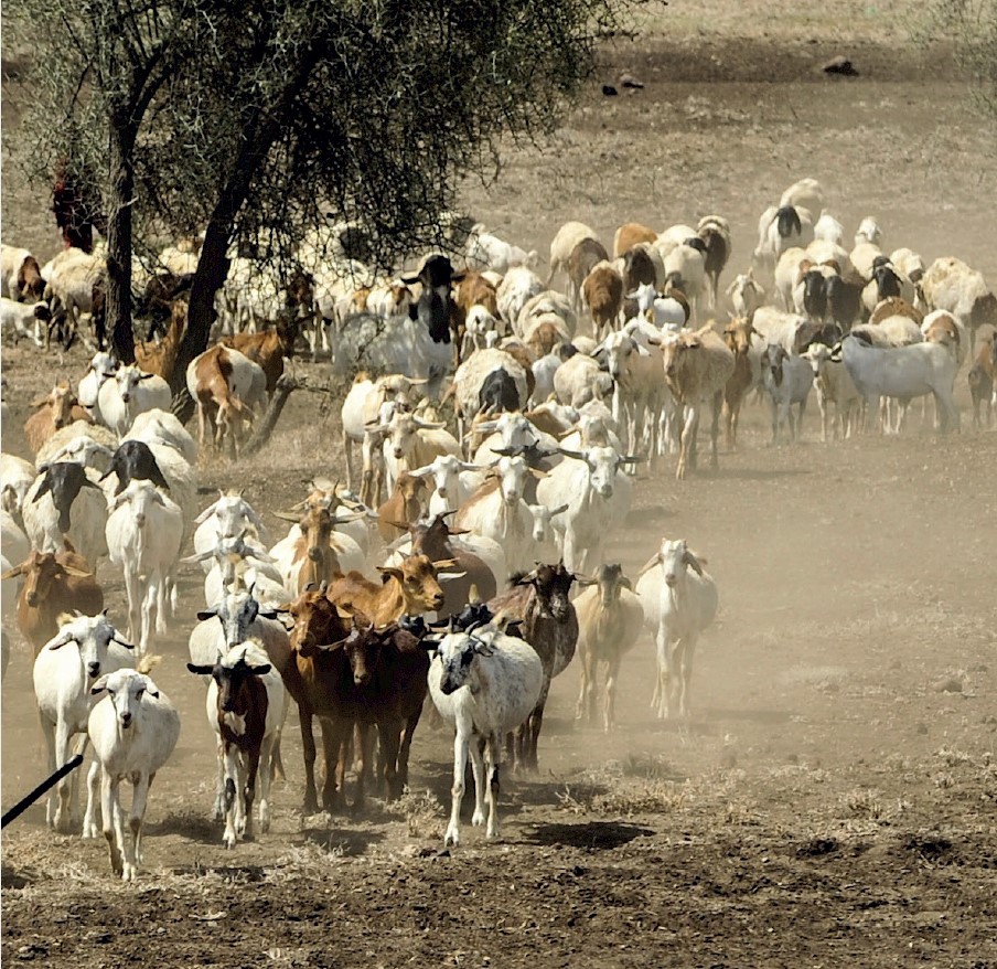 Peste des petits ruminants - Alliance Elevage