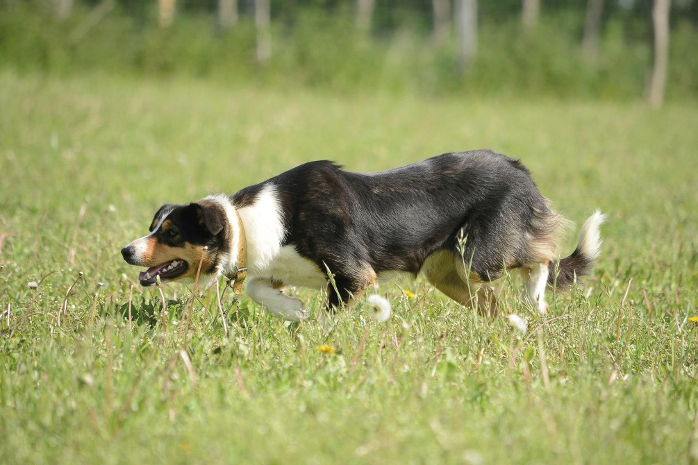 Le Border Collie, un allié incontournable pour les éleveurs. Origines ...