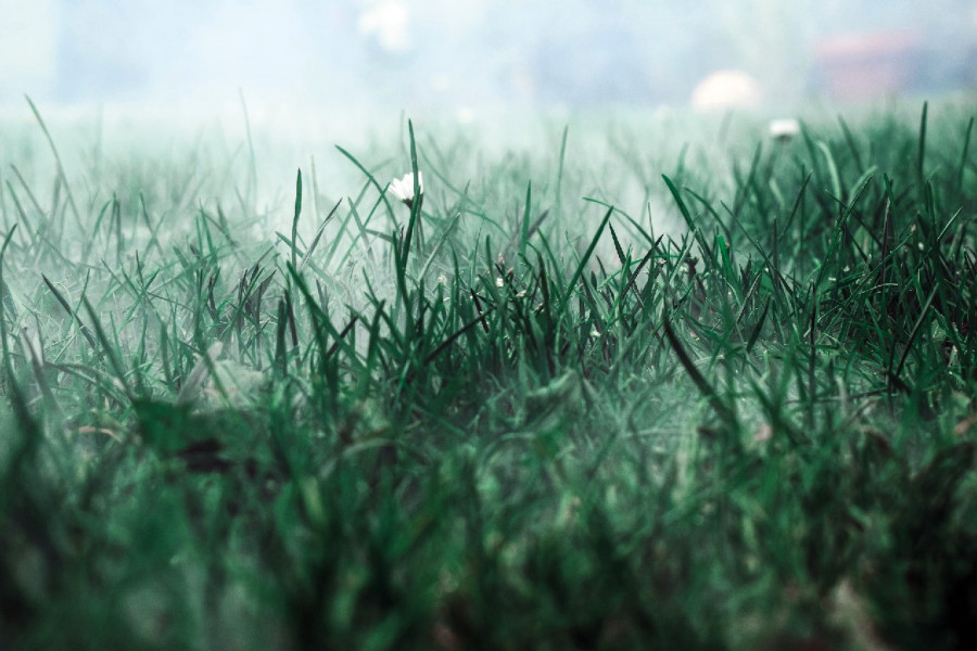 Pérennité des prairies. Comment maintenir longtemps la prairie à un bon ...