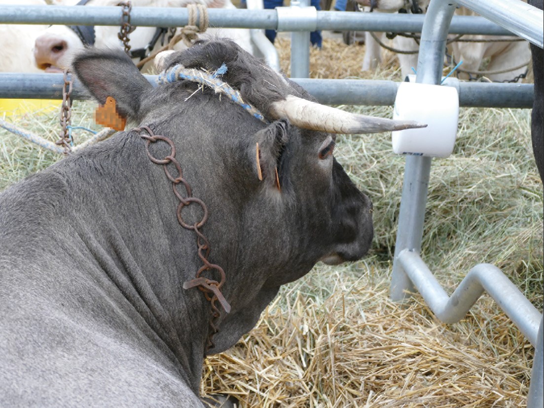 La bazadaise Une race à viande facile à élever - Alliance Elevage