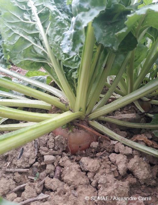 La betterave fourragère allie quantité et qualité - Alliance Elevage