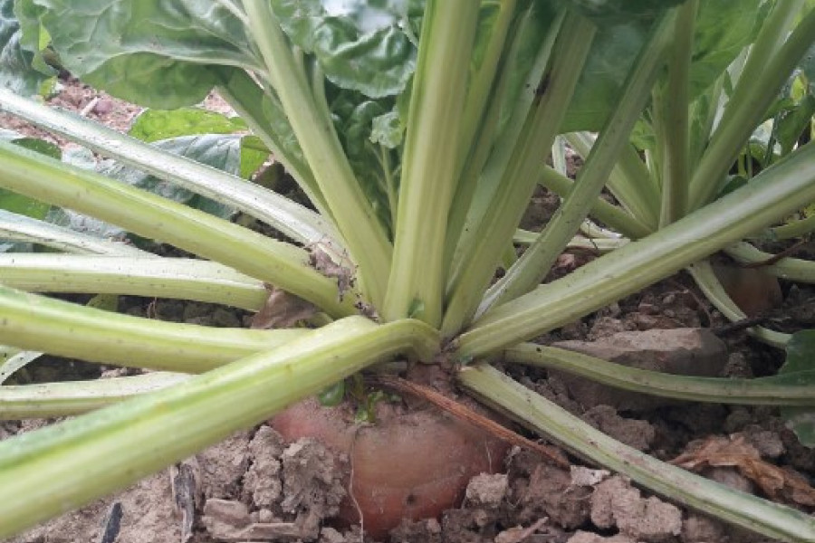 La betterave fourragère allie quantité et qualité - Alliance Elevage