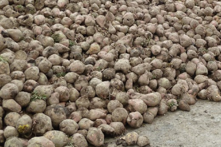 Comment bien conserver la betterave fourragère ? - Alliance Elevage