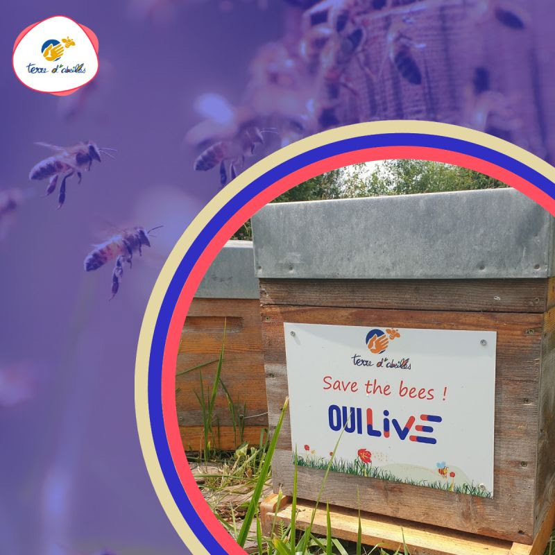 Journée Mondiale des Abeilles : 20 ans de l’association Terre d ...