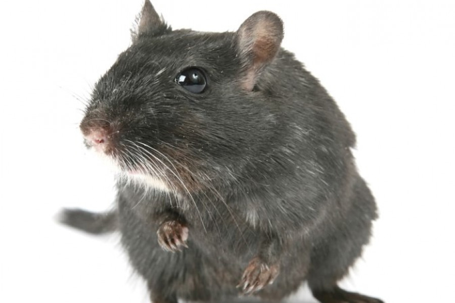 Rongeurs dans les élevages : des risques trop peu connus - Alliance Elevage