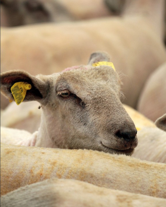 Comprendre la Border disease - Alliance Elevage