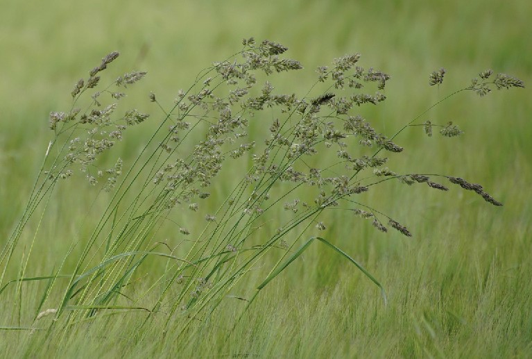 Mélanges de semences pour prairies de longue durée - Alliance Elevage