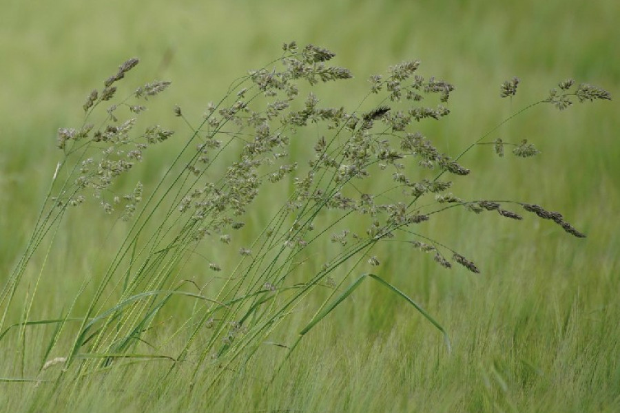 Mélanges de semences pour prairies de longue durée - Alliance Elevage