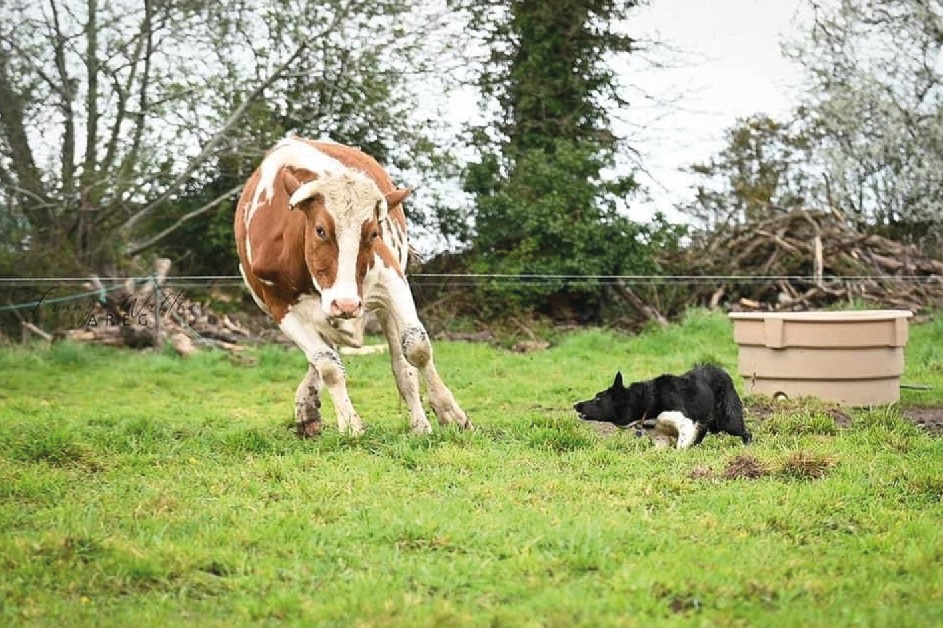 Échauffement et récupération - Alliance Elevage