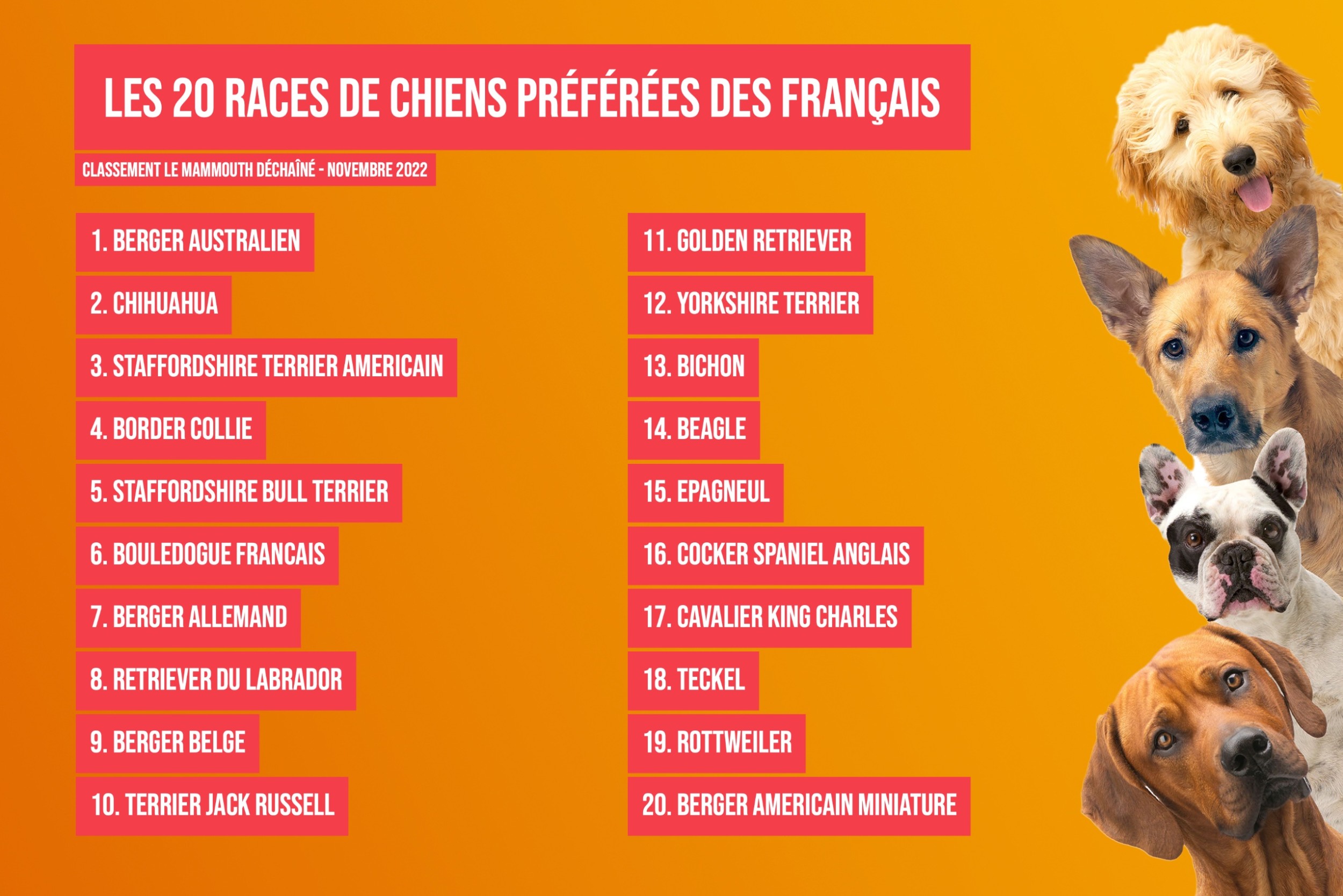 Actualiser 60 Imagen Annuaire Race De Chien Fr thptnganamst edu vn Actualiser 60 Imagen Annuaire Race De Chien Fr thptnganamst edu vn
