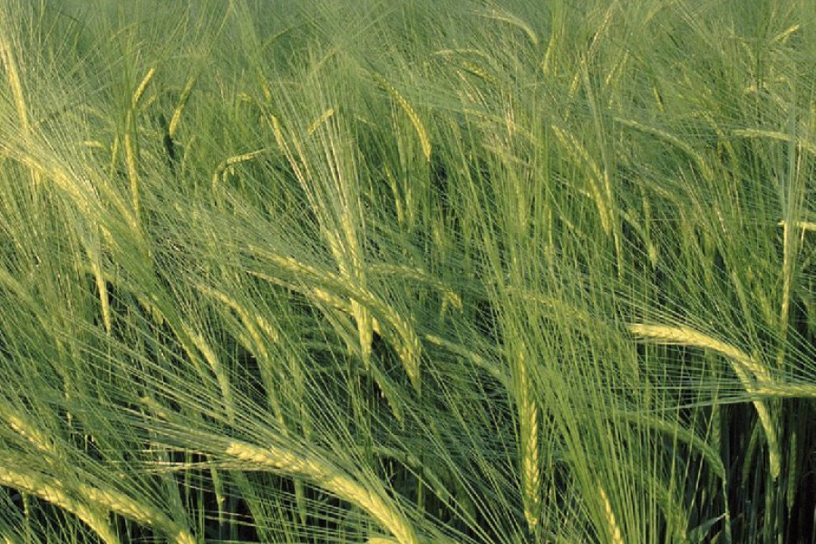 Céréales d’hiver La vernalisation : un passage au froid nécessaire pour ...